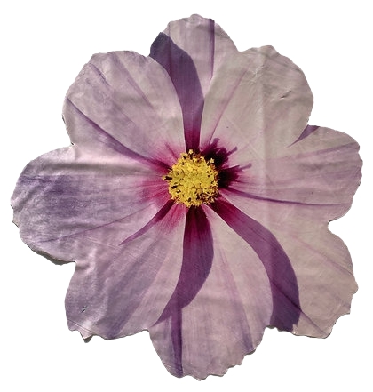 The Why Not Gift Shop, Table "Giant Spring Flower" - Veli store